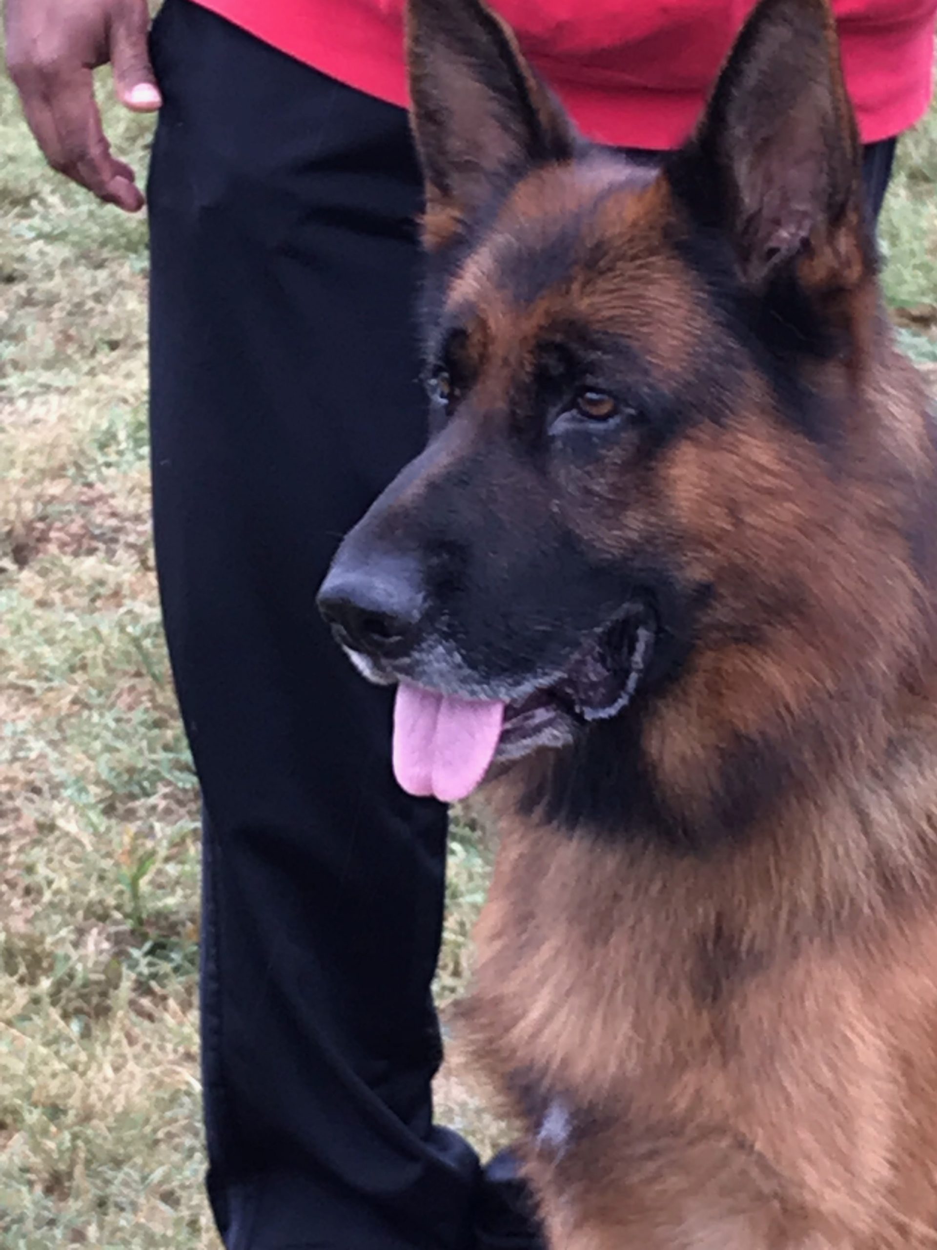Available German Shepherd Puppies | Breeding Pedigreed German Shepherd ...
