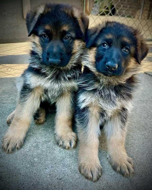 Breeding Pedigreed German Shepherd Dogs in Ohio - Peters Elite Shepherds